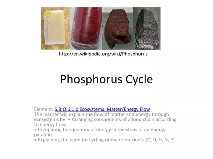 PPT - Phosphorus Cycle PowerPoint Presentation, free download - ID:2782951