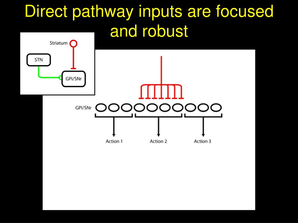 PPT - Functional Anatomy of the Basal Ganglia PowerPoint Presentation ...