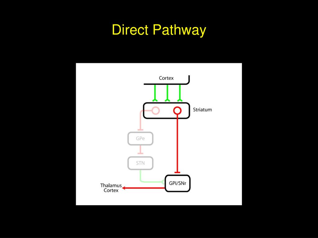 PPT - Functional Anatomy of the Basal Ganglia PowerPoint Presentation ...