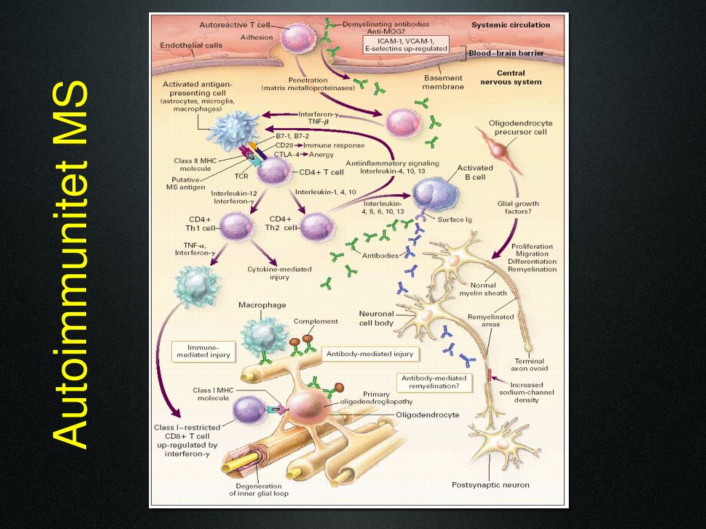 PPT - Albert Hietala, specialistläk, med dr Neurologen Sahlgrenska PowerPoint Presentation - ID ...
