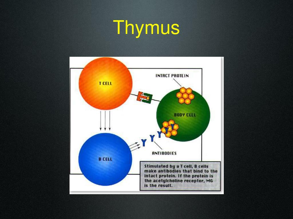PPT - Albert Hietala, specialistläk, med dr Neurologen Sahlgrenska ...