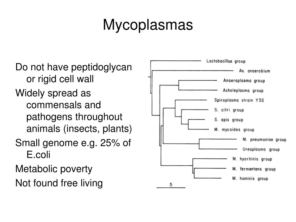PPT - Class: Mollicutes Order: Mycoplasmatales (includes plant, bird ...