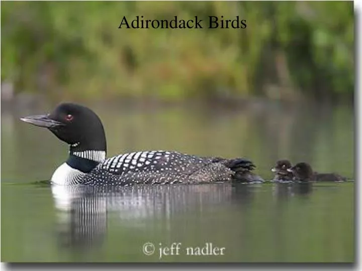 PPT - Adirondack Birds PowerPoint Presentation, free download - ID:2783551
