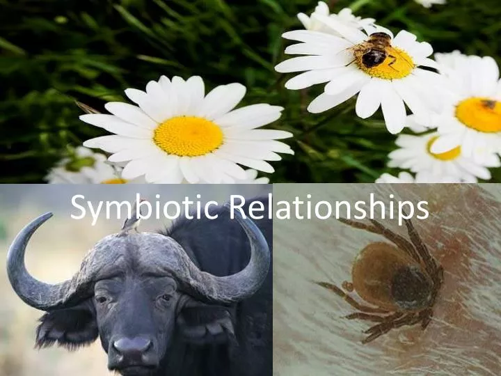 PPT - Symbiotic Relationships PowerPoint Presentation, free download ...