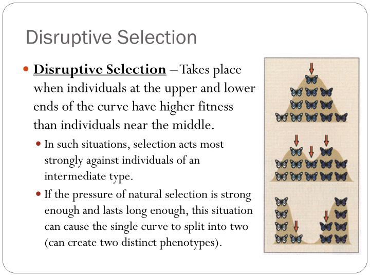 PPT - Evolution and Adaptation Notes PowerPoint Presentation - ID:2783813