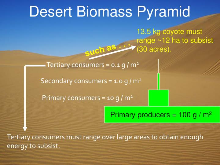 PPT - Ecosystem Productivity PowerPoint Presentation - ID:2784781