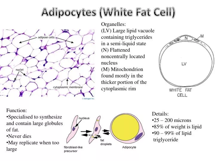 PPT - Adipocytes (White Fat Cell ) PowerPoint Presentation, free ...