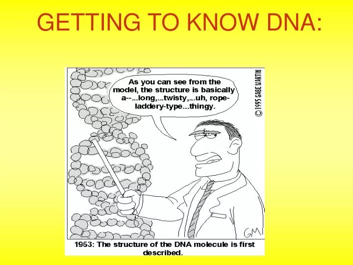 PPT - GETTING TO KNOW DNA: PowerPoint Presentation, free download - ID ...