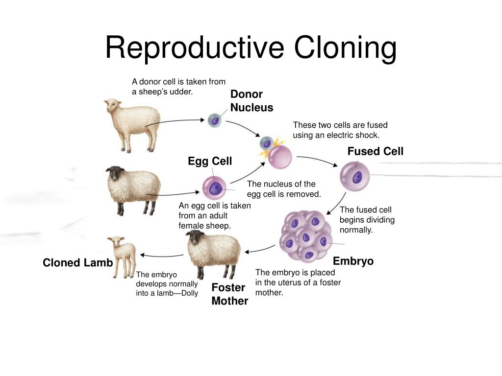 PPT - Human Genome Project, Gene Therapy & Cloning PowerPoint ...