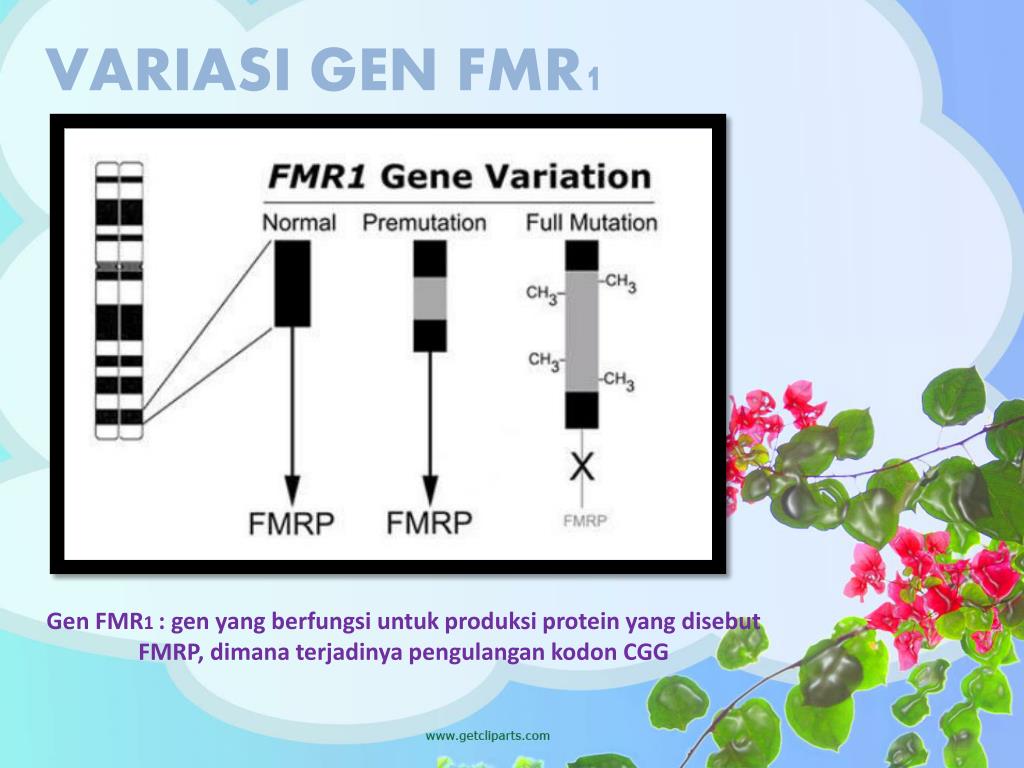PPT - Disusum oleh: Fairuz Hanifah Pratiwi Rahmatillisan PowerPoint ...