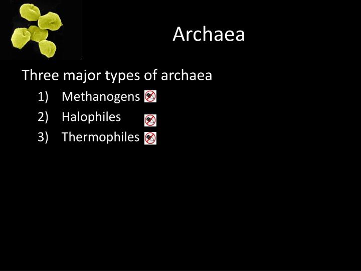 PPT - Comparing Archaea and Bacteria PowerPoint Presentation - ID:2788295