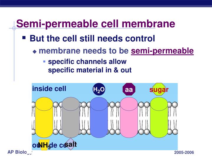 PPT - Chapter 8. Movement across the Cell Membrane PowerPoint ...