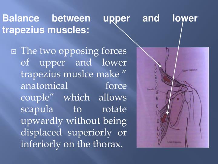 PPT - Pathomechanics of Shoulder II PowerPoint Presentation - ID:2788927