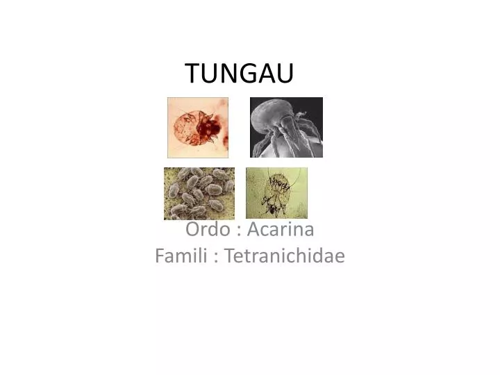 PPT - TUNGAU PowerPoint Presentation, free download - ID:2789330