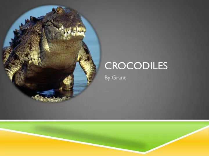 Ppt Crocodiles Powerpoint Presentation Free Download Id 2789447