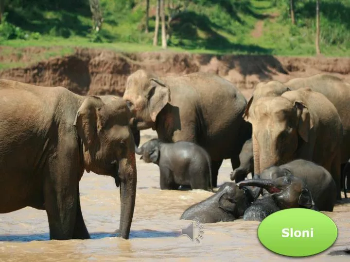 PPT - Sloni PowerPoint Presentation, free download - ID:2789523