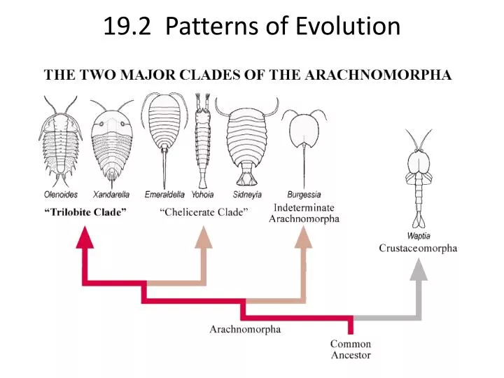 PPT - 19.2 Patterns of Evolution PowerPoint Presentation, free download ...