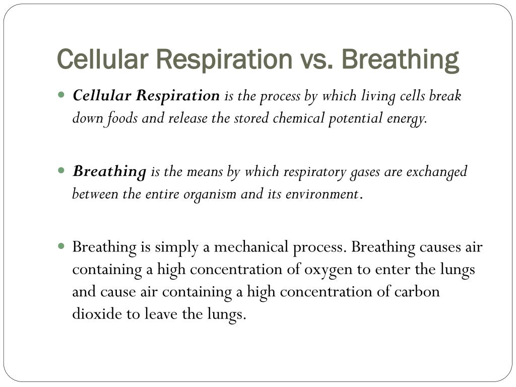 PPT - Biology I Human Respiratory System PowerPoint Presentation, free ...