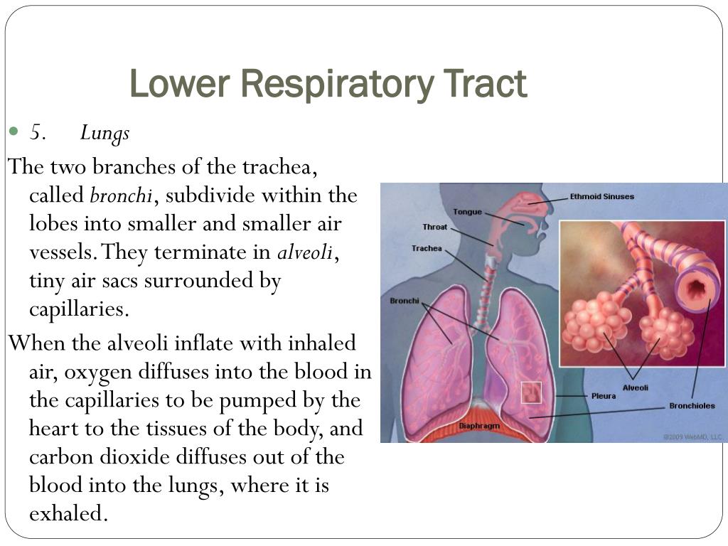 PPT - Biology I Human Respiratory System PowerPoint Presentation, free ...