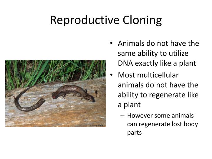 PPT - Cloning Plants and Animals PowerPoint Presentation - ID:2791861
