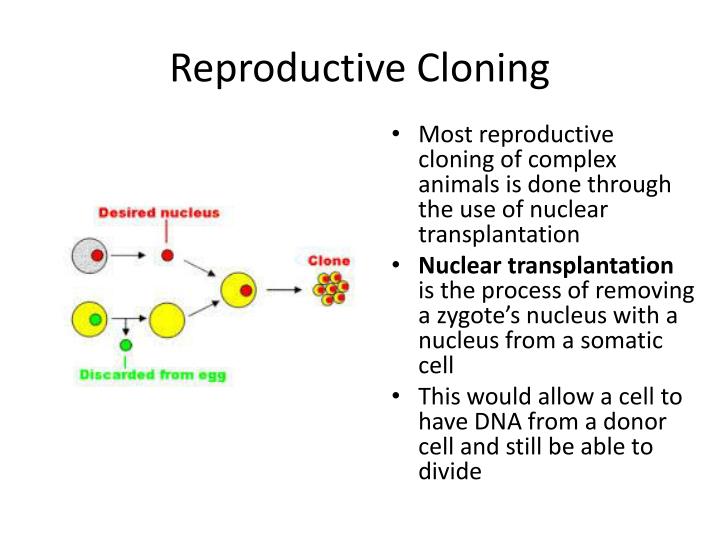 PPT - Cloning Plants and Animals PowerPoint Presentation - ID:2791861