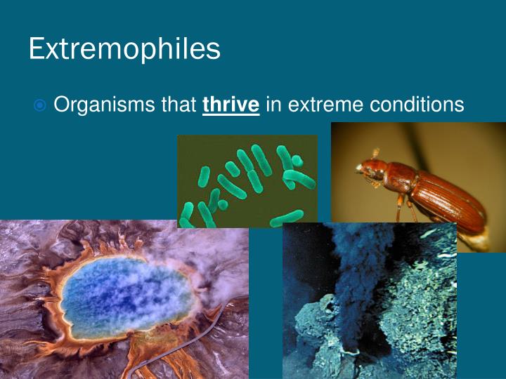 PPT - Searching for life in the Universe PowerPoint Presentation - ID ...