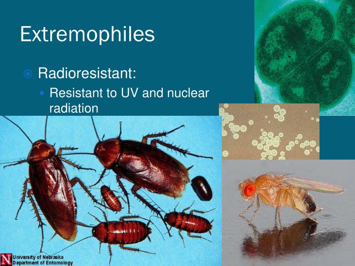 PPT - Searching for life in the Universe PowerPoint Presentation - ID ...