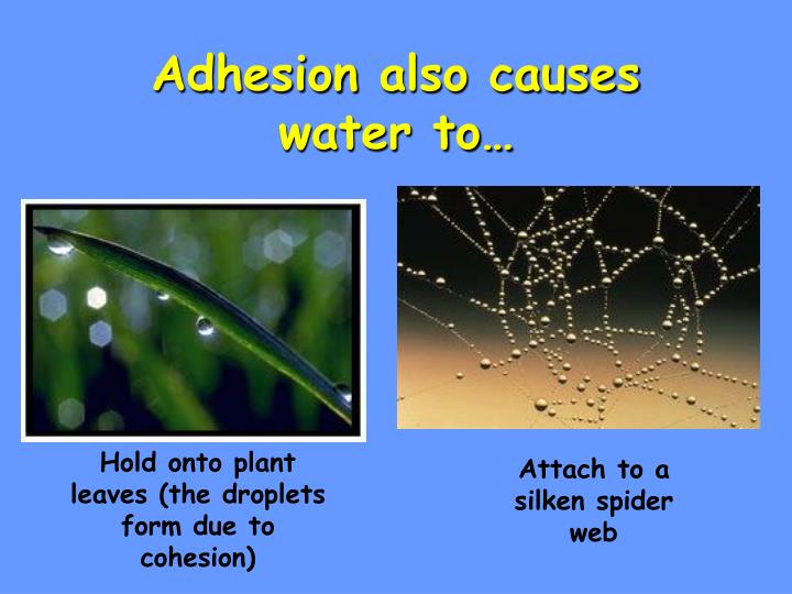 PPT - The Properties of Water PowerPoint Presentation - ID:2793230