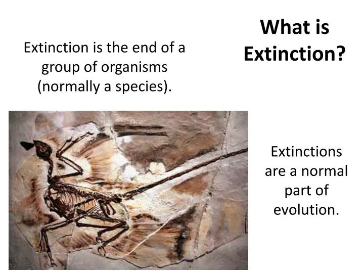 PPT - What is Extinction? PowerPoint Presentation, free download - ID ...