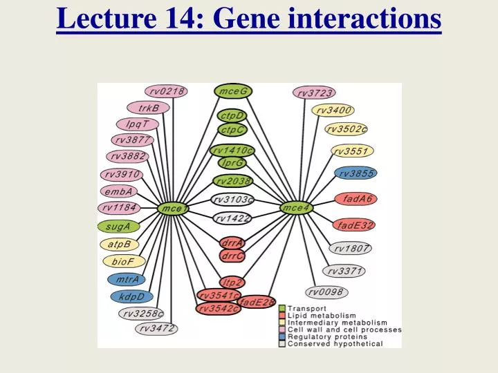 PPT - Lecture 14: Gene interactions PowerPoint Presentation, free ...
