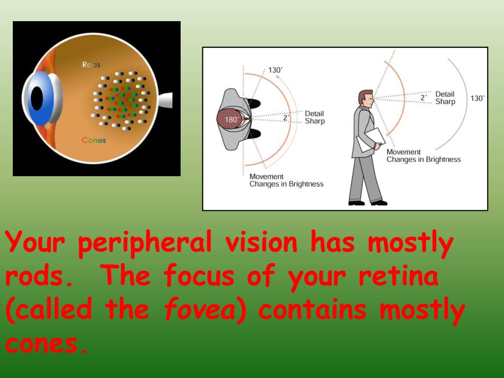 PPT - Understanding the Human Eye and Nervous System Responses ...