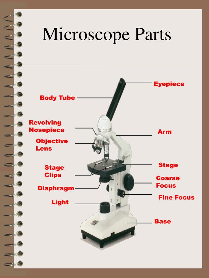 PPT - Introduction to the Microscope PowerPoint Presentation - ID:2793586