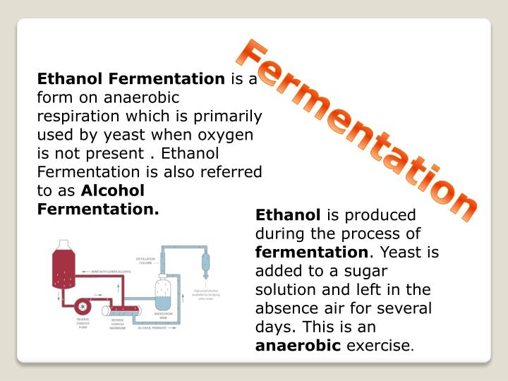 PPT - Fermentation and the production of ethanol PowerPoint ...