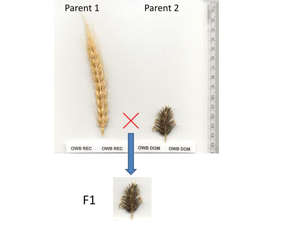 PPT - The Essence of Genetic Linkage Slides courtesy of Dr. Alfonso ...