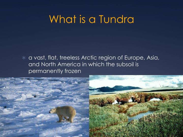 PPT - Tundra PowerPoint Presentation - ID:2795879