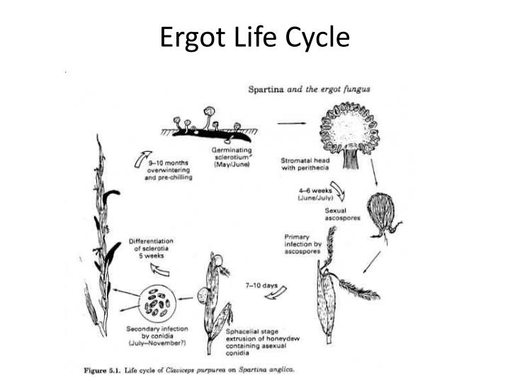 PPT - Ergot PowerPoint Presentation - ID:2796046