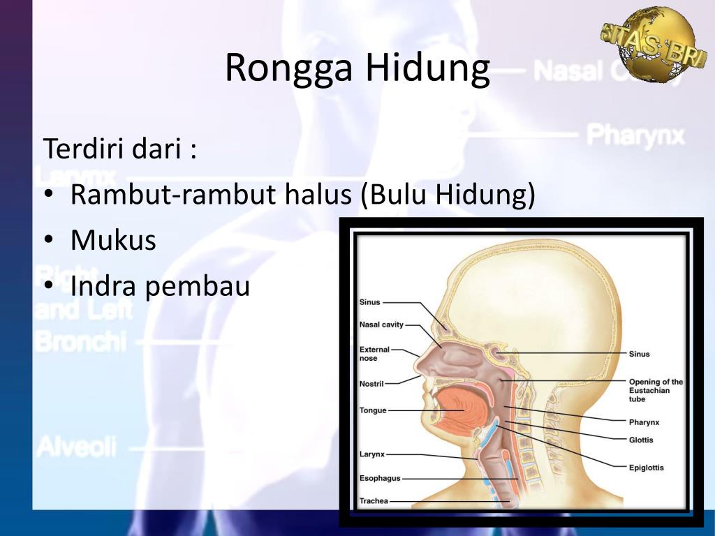 PPT - System Respiratory PowerPoint Presentation, free download - ID ...