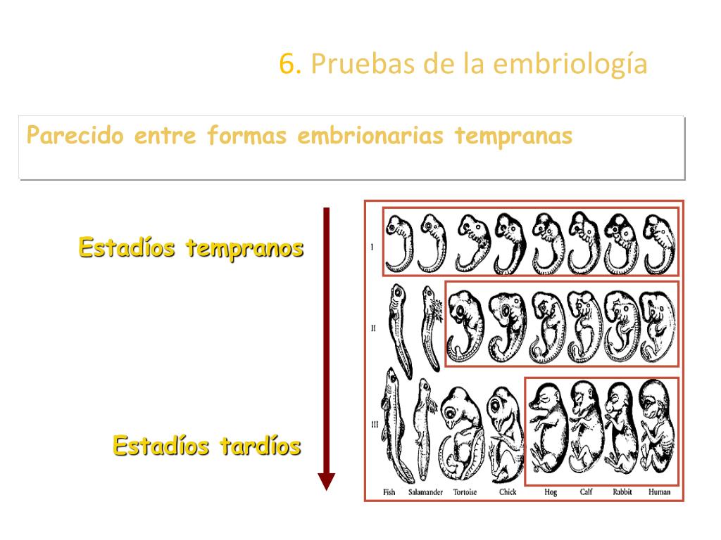 PPT - LA EVOLUCIÓN BIOLÓGICA PowerPoint Presentation, free download ...