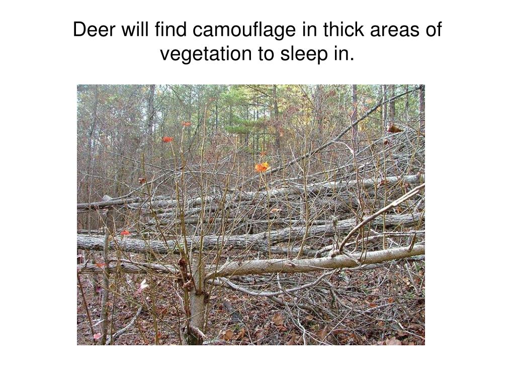 PPT - White-tailed Deer Biology and Adaptations PowerPoint Presentation ...