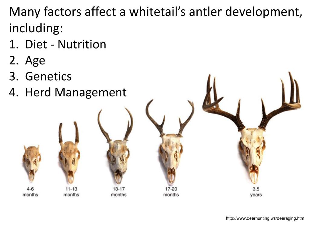 PPT - White-tailed Deer Biology and Adaptations PowerPoint Presentation ...