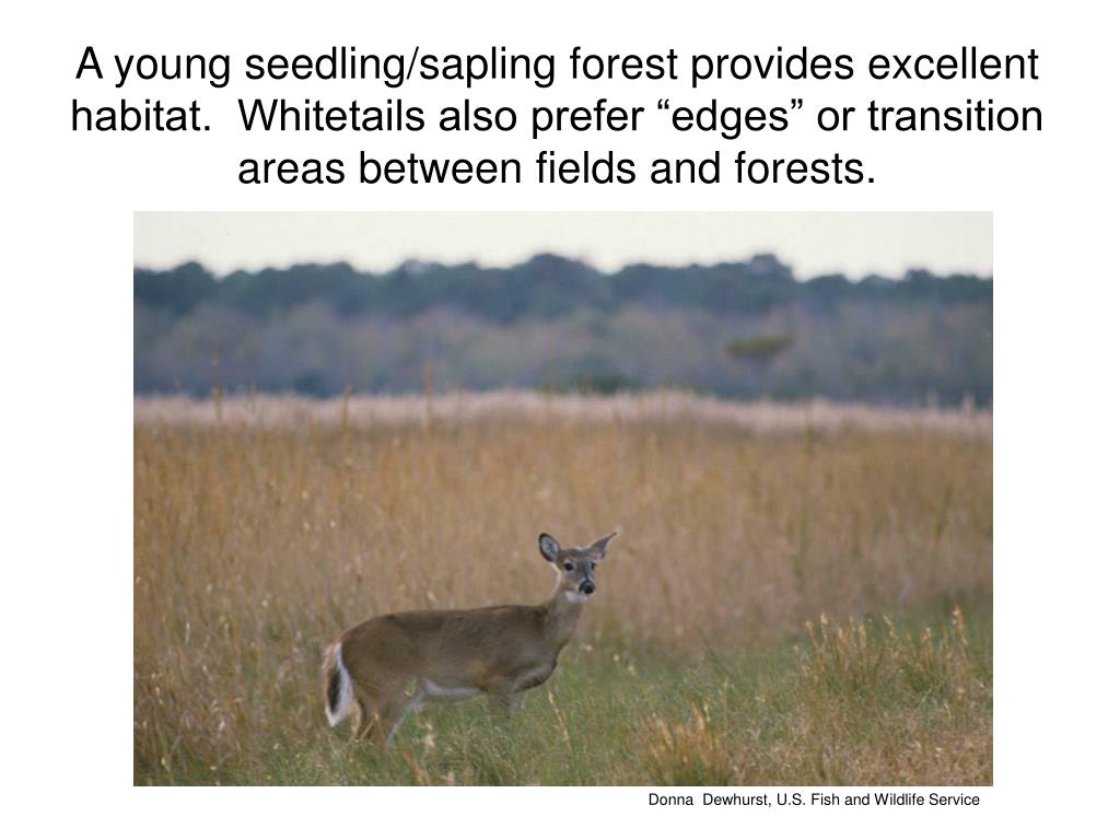 PPT - White-tailed Deer Biology and Adaptations PowerPoint Presentation ...