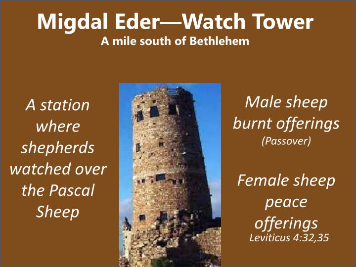 PPT - The Good Shepherd John 10:11-18 PowerPoint Presentation - ID:2797432