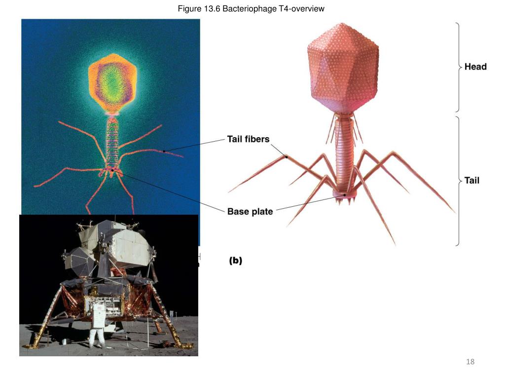 PPT - Chapter 13 Viruses , Viroids , and Prions PowerPoint Presentation ... PPT - Chapter 13 Viruses , Viroids , and Prions PowerPoint Presentation ...