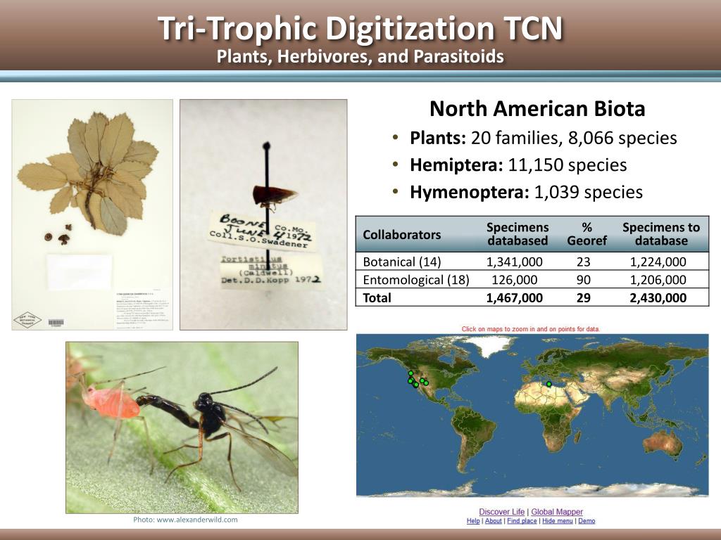 PPT - North American Biota Plants: 20 families, 8,066 species Hemiptera ...