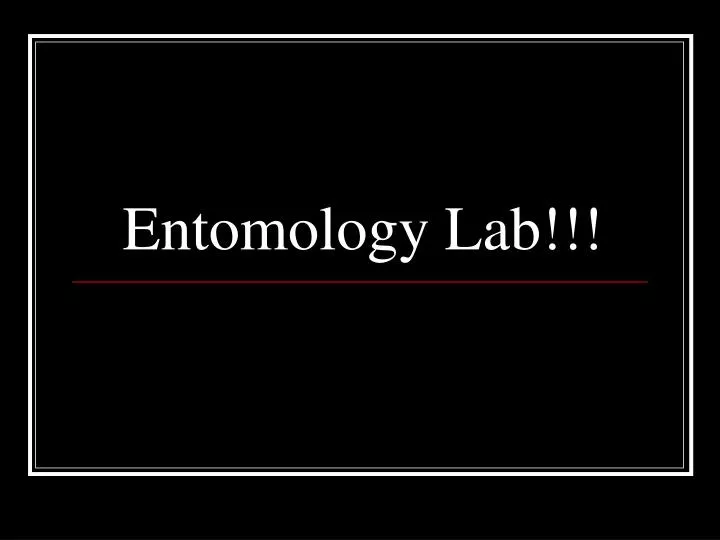 PPT - Entomology Lab!!! PowerPoint Presentation, free download - ID:2799489