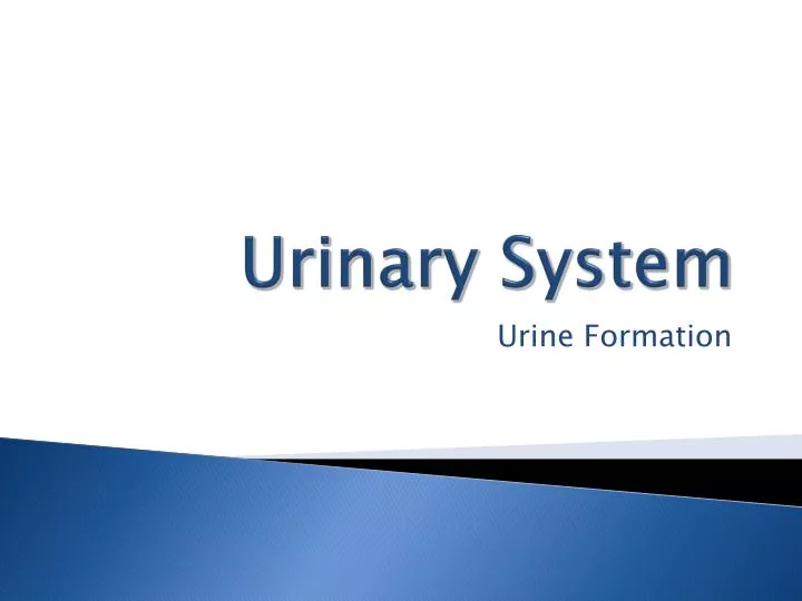 PPT - Urinary System PowerPoint Presentation, free download - ID:2799878