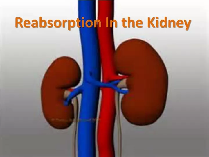 PPT - Reabsorption In the Kidney PowerPoint Presentation, free download ...