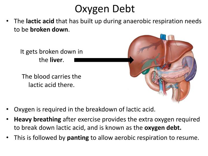 PPT - Exercise & Respiration PowerPoint Presentation - ID:2800818