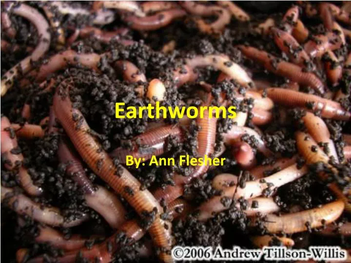 PPT - Earthworms PowerPoint Presentation, free download - ID:2802207