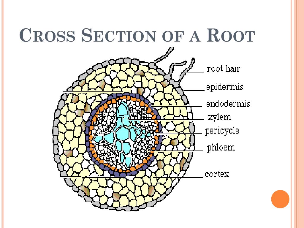Stem Cross Section Labeled